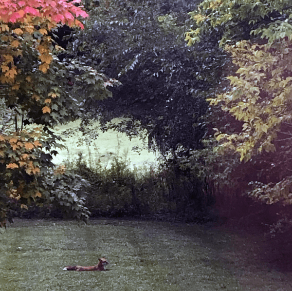 Weekly writing check-in: the return of the marvelous Mr. Fox | Writing ...